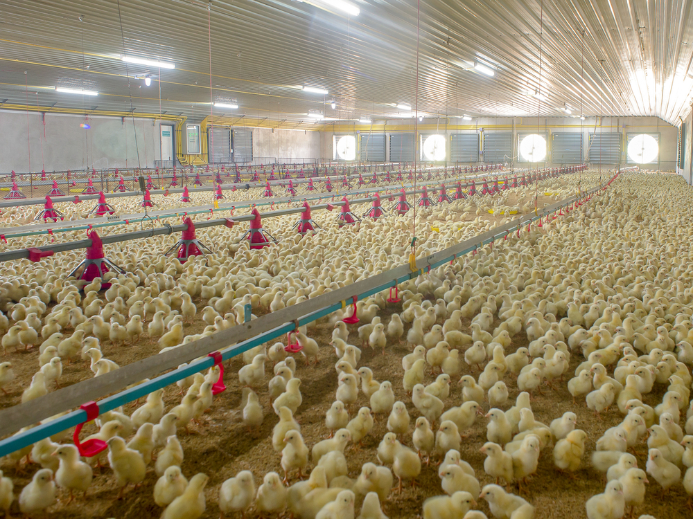 About - Avitech Poultry